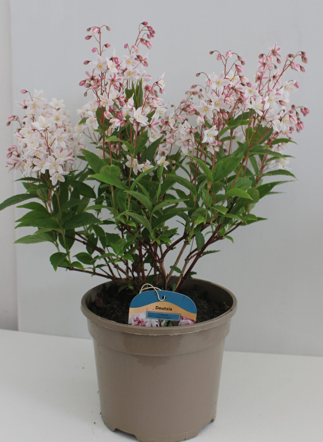 Deutzia 'Tokyo Delight' - 3L pot - White or Pink flowers. - Cade Street ...